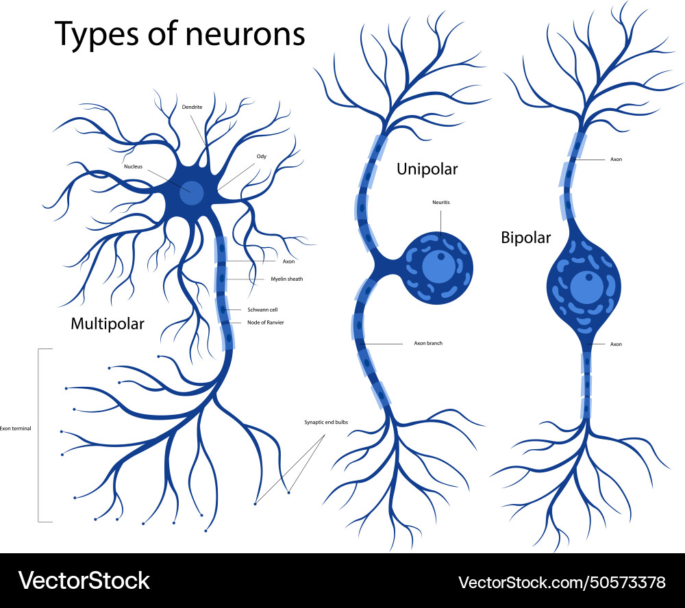 Types of neurons the structure a neuron Royalty Free Vector