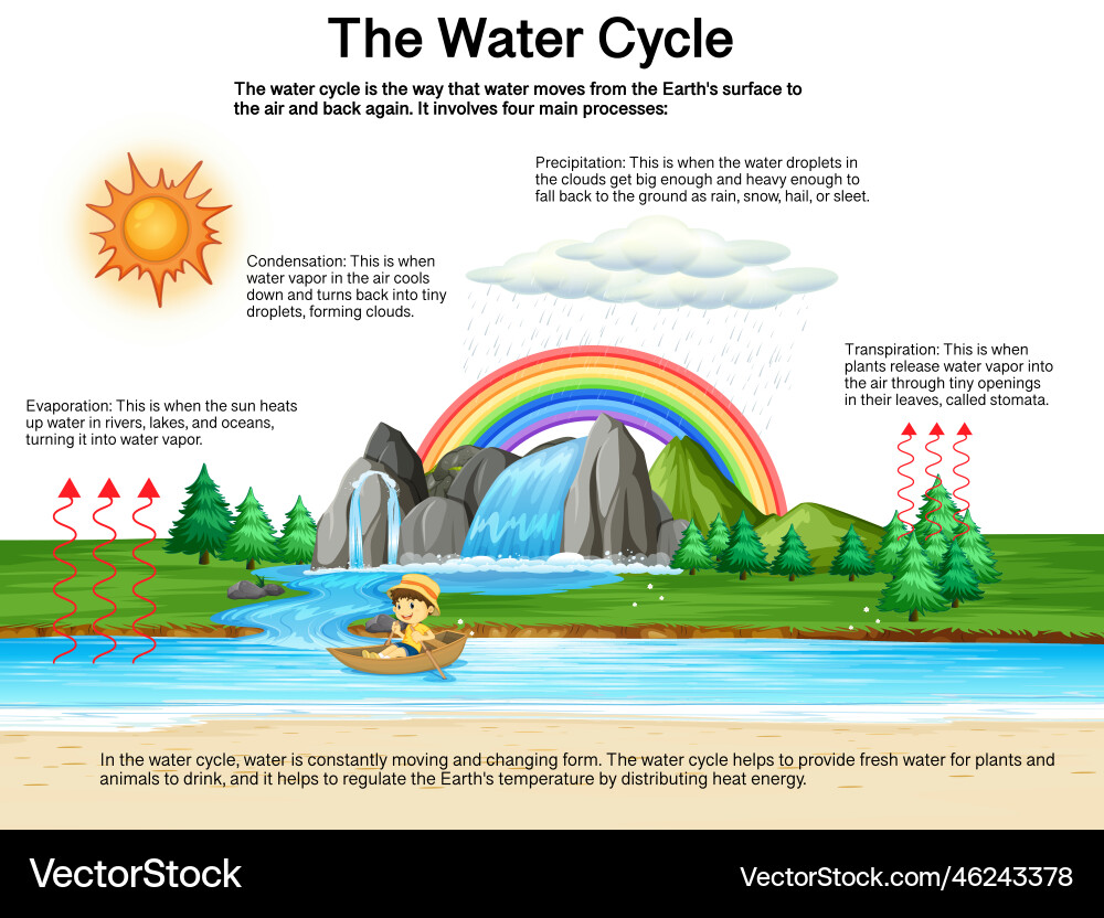 Water cycle diagram for science education Vector Image
