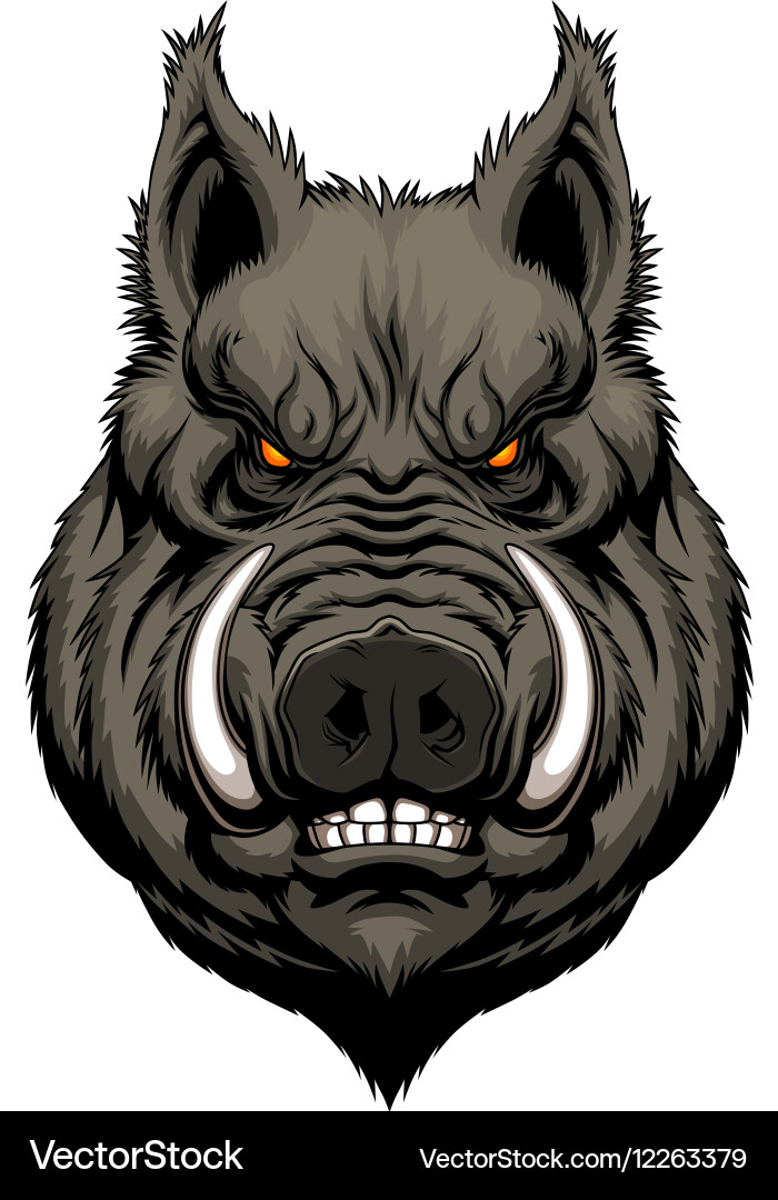 Angry boar head Royalty Free Vector Image - VectorStock