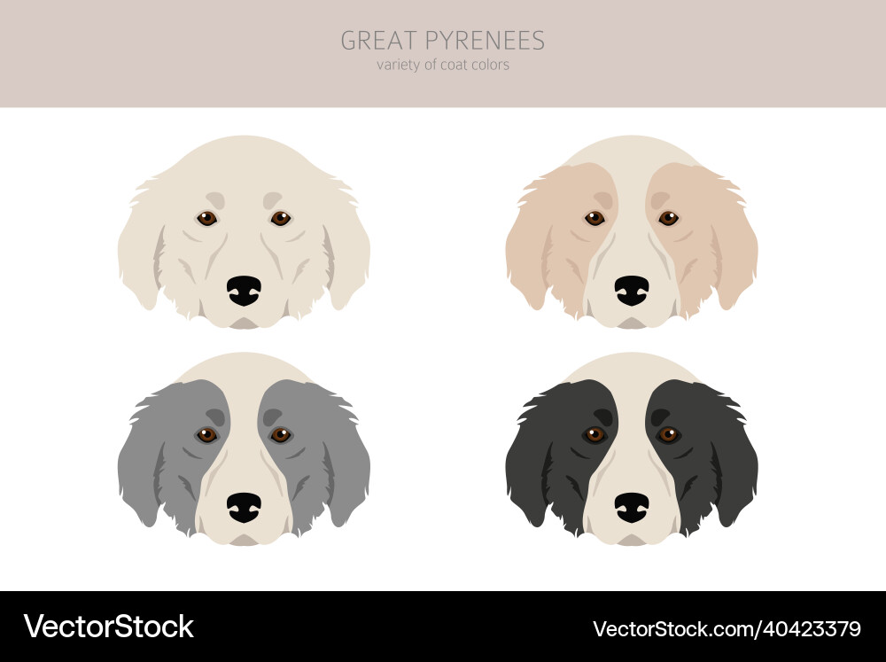 Great pyrenees clipart different poses coat Vector Image