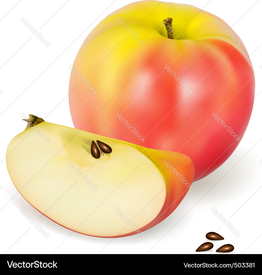Apple Royalty Free Vector Image - VectorStock