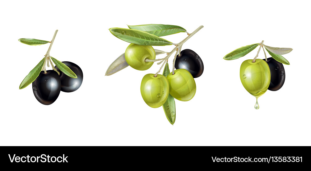 Olive realistic set Royalty Free Vector Image - VectorStock