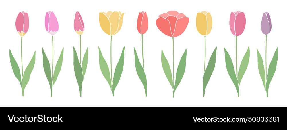 Tulips Royalty Free Vector Image - VectorStock