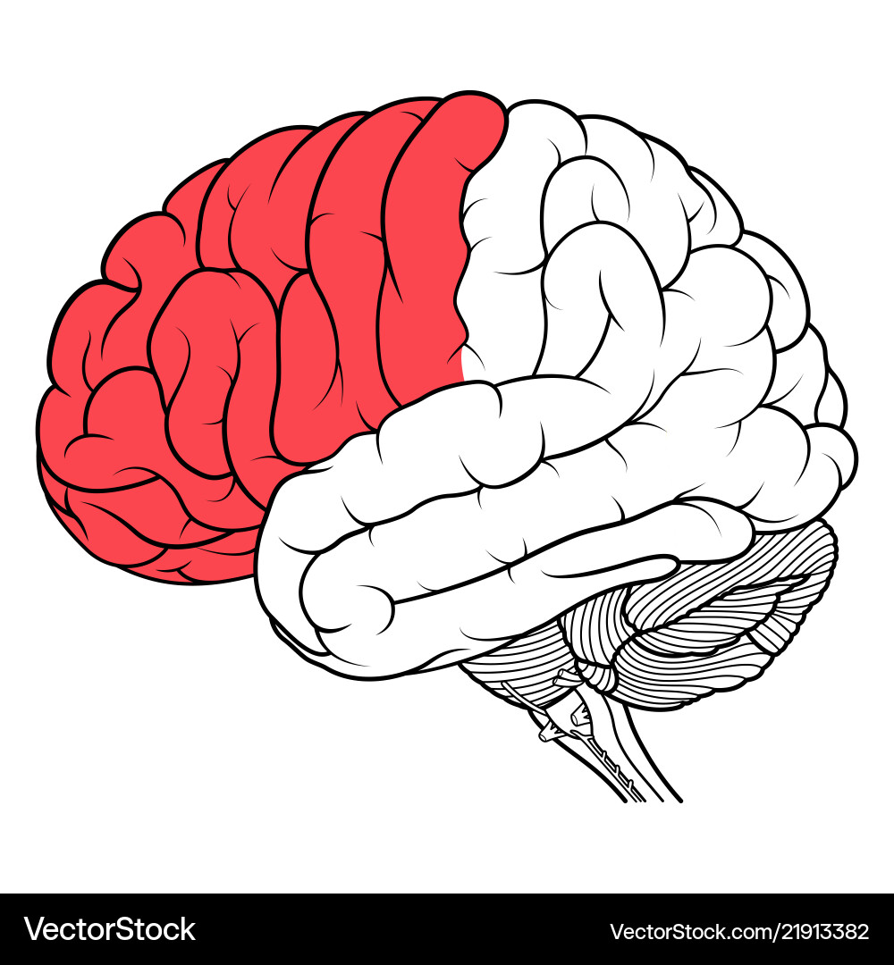 Brain Frontal View Vector Images (over 170)