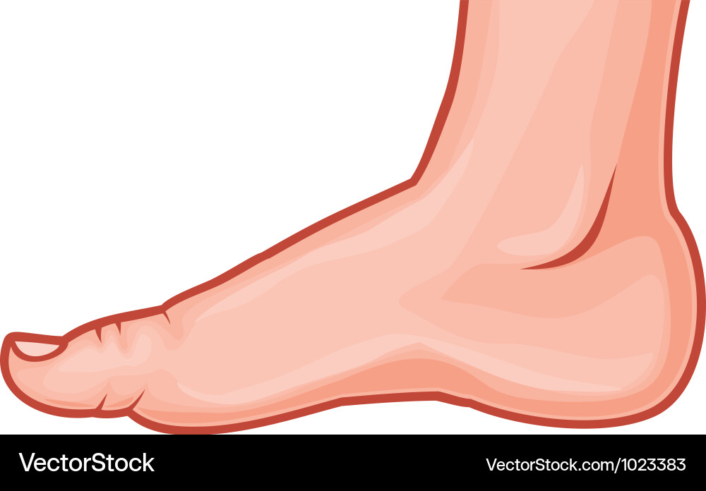 Foot Royalty Free Vector Image - VectorStock