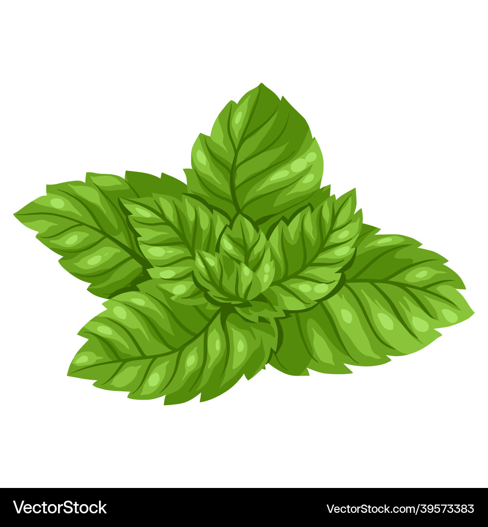 Stylized of mint image for design Royalty Free Vector Image