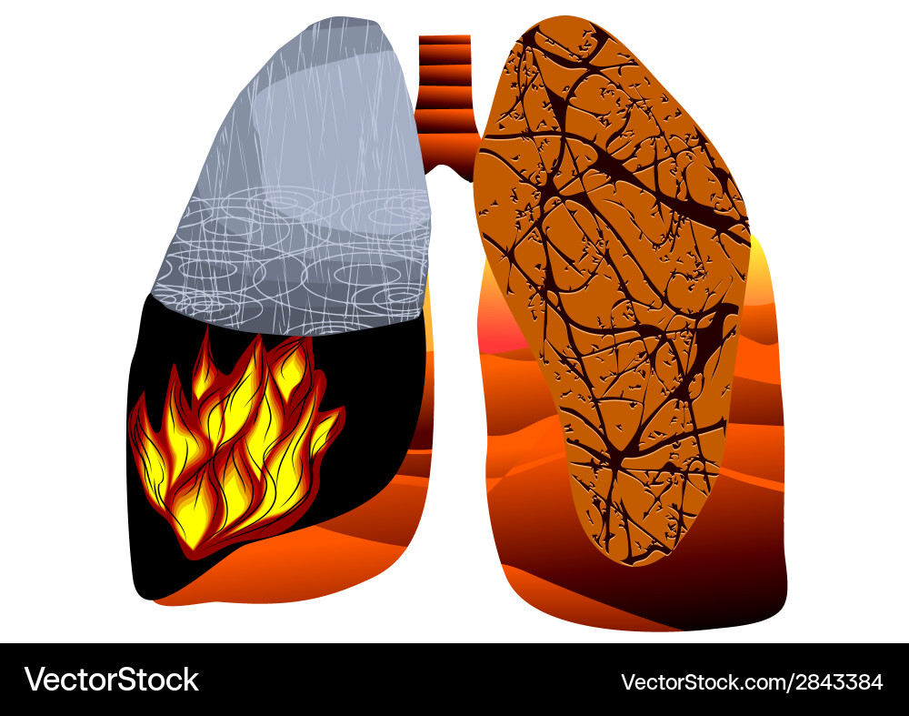 Abstract Human Lung Royalty Free Vector Image - VectorStock