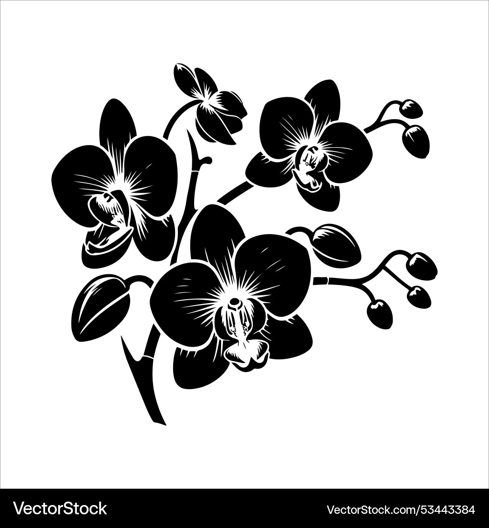 Orchid art Royalty Free Vector Image - VectorStock