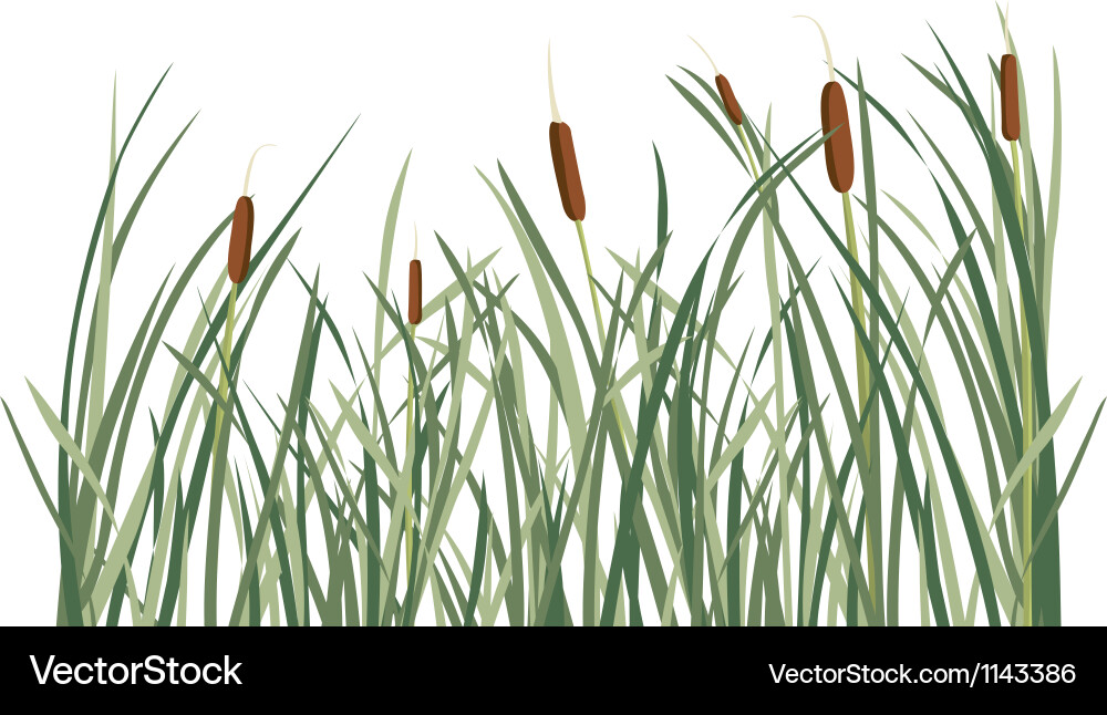Green Reed and Grass Meadow Royalty Free Vector Image
