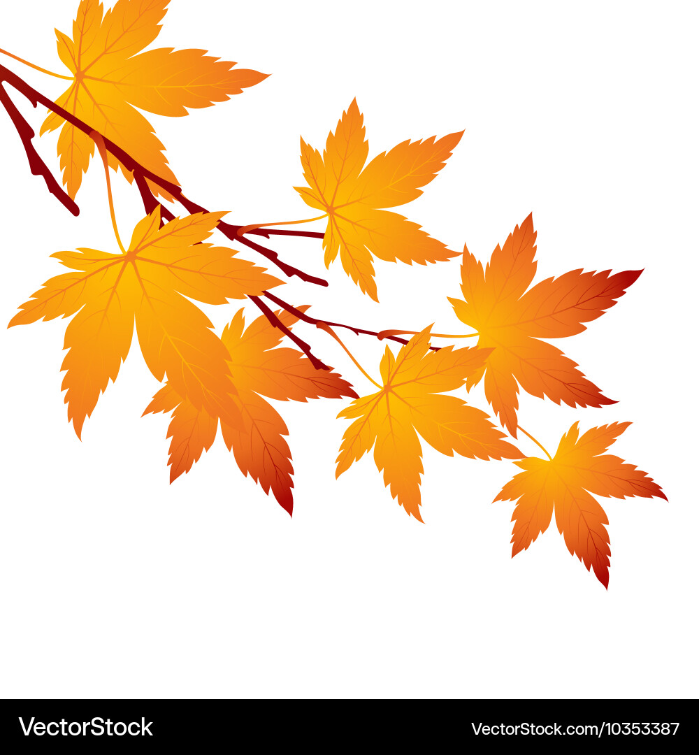 Autumn leaf maple branch Royalty Free Vector Image