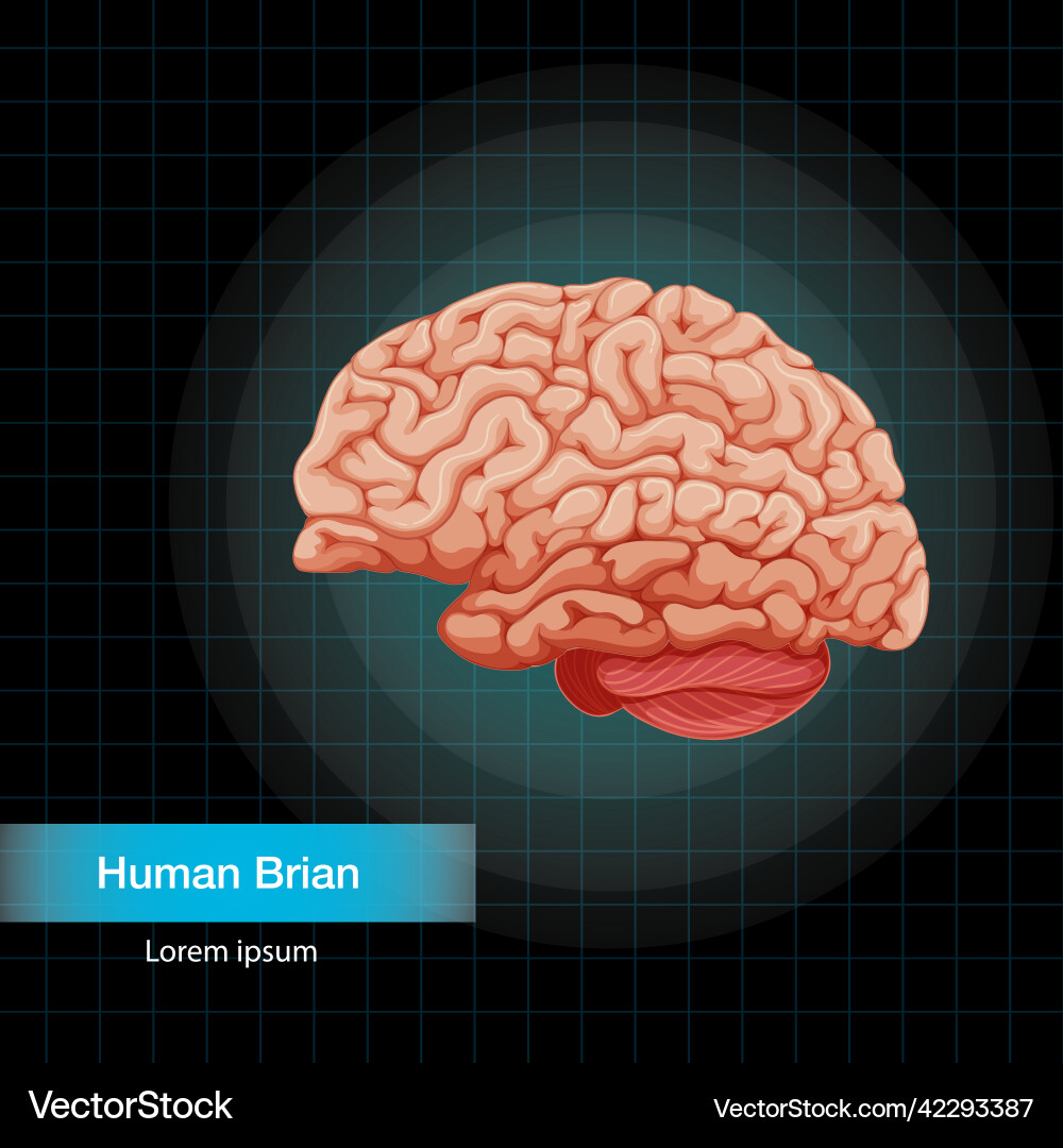 Human internal organ with brain Royalty Free Vector Image