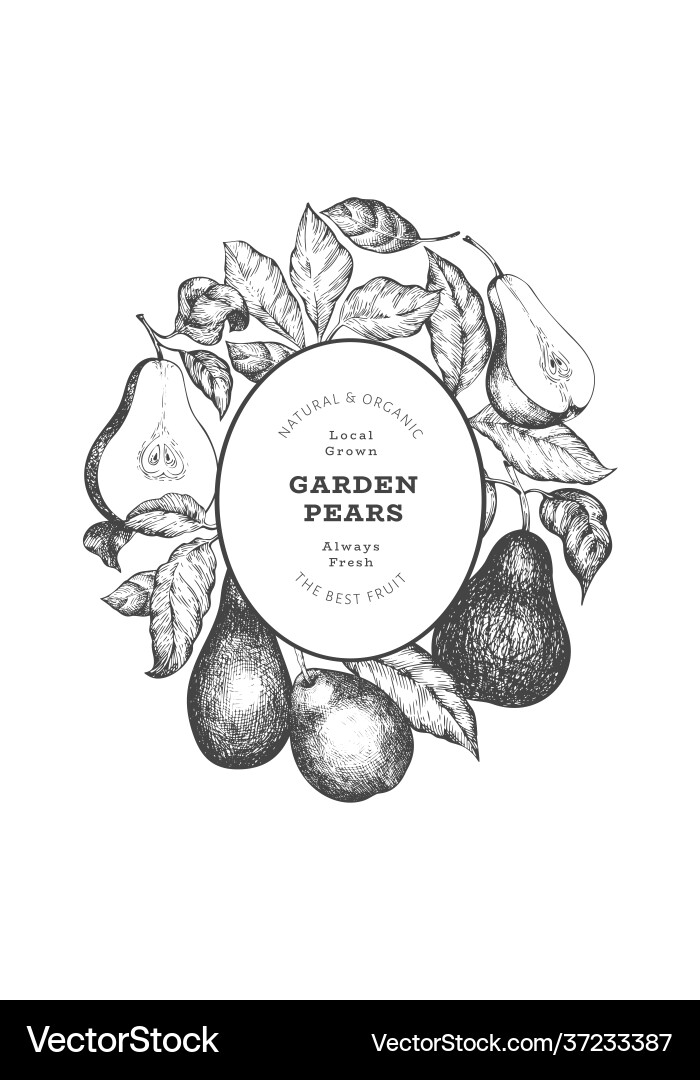 Pear design template hand drawn garden fruit Vector Image