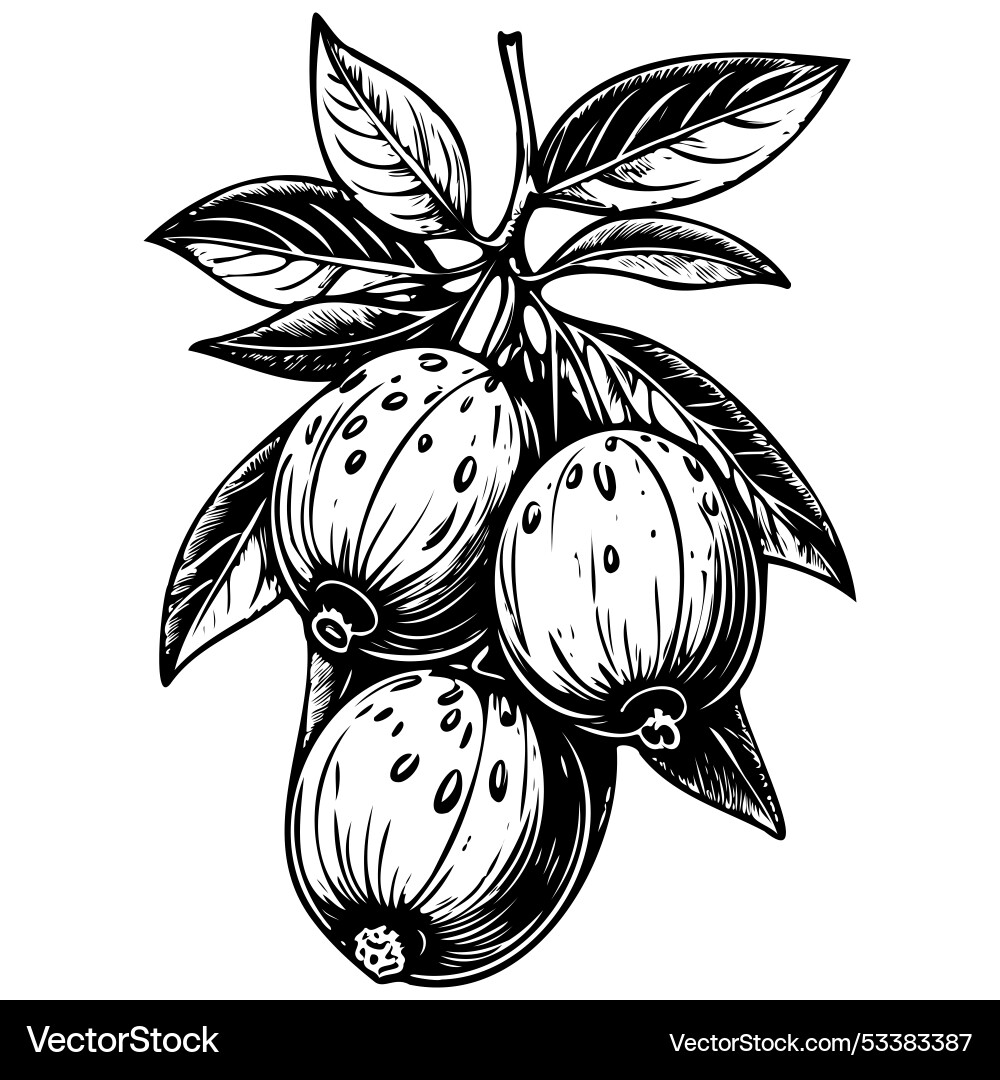 Ziziphus jujube fruit hand drawn Royalty Free Vector Image