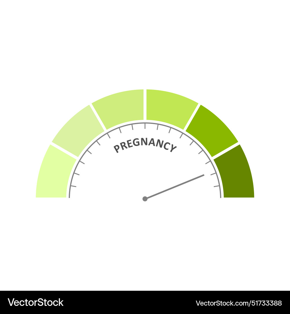Meter scale with arrow the pregnancy development Vector Image