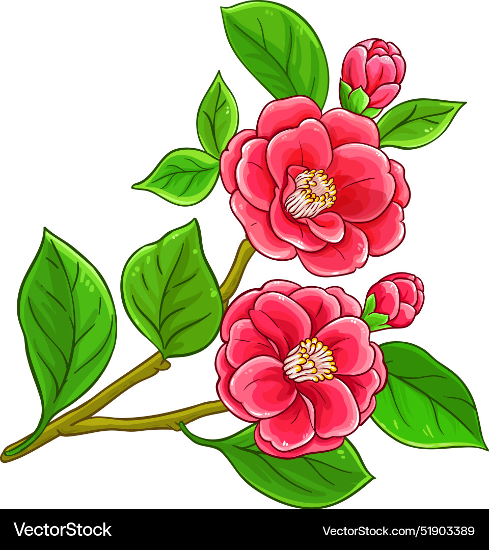 Camelia branch colored detailed Royalty Free Vector Image