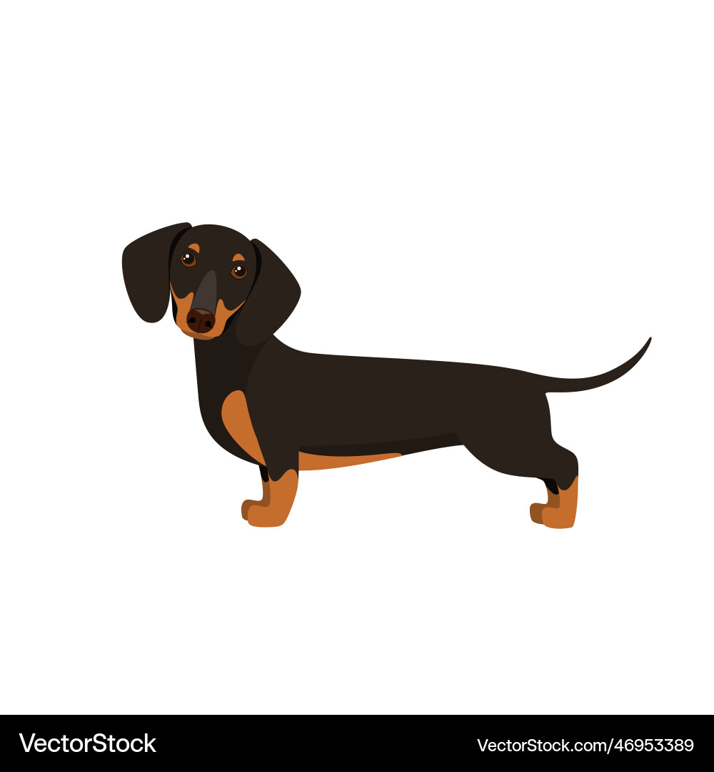Dachshund Royalty Free Vector Image - VectorStock