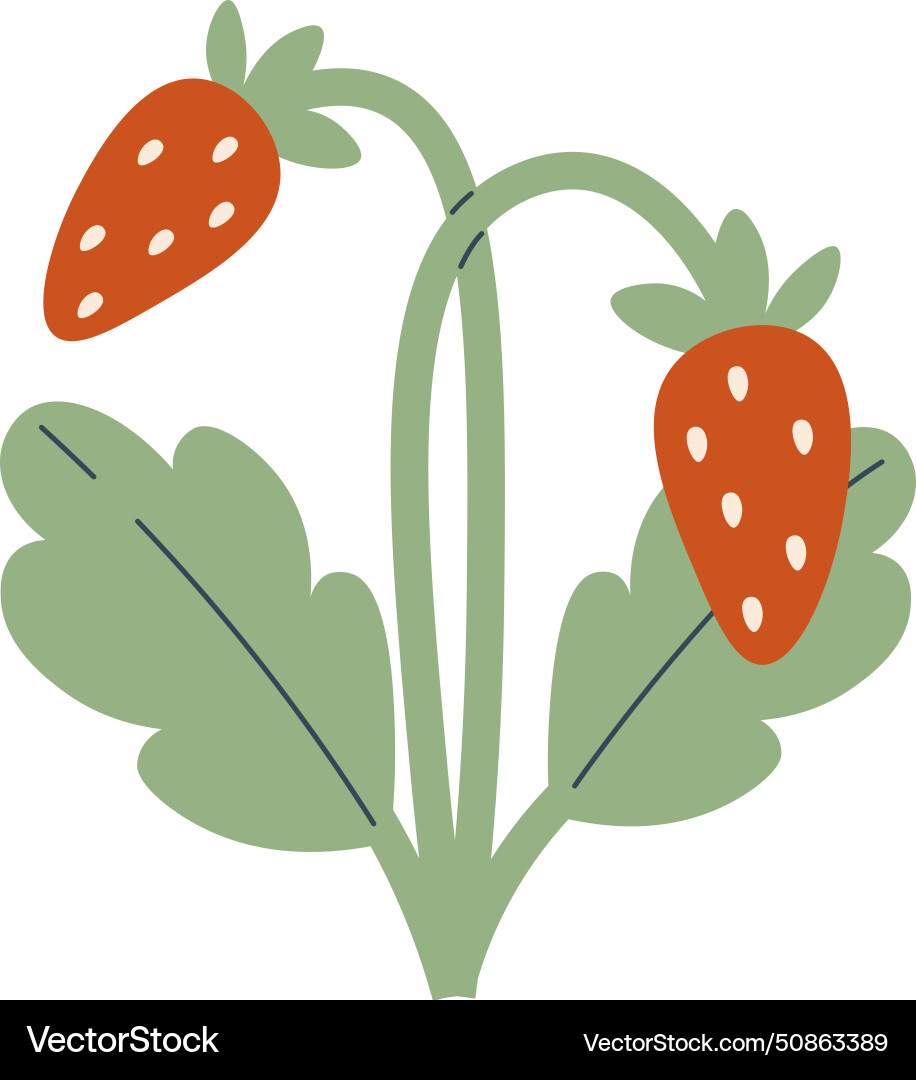 Strawberry plant with leaves Royalty Free Vector Image