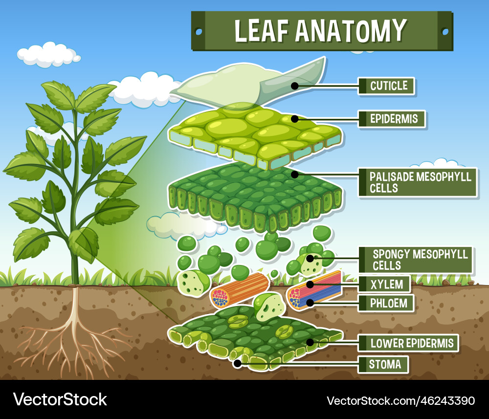 Internal structure of leaf diagram Royalty Free Vector Image