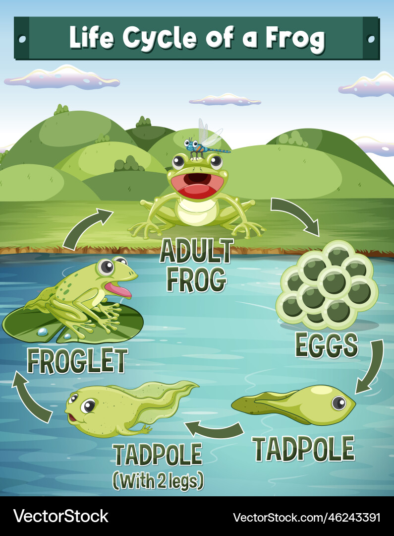 Frog life cycle diagram Royalty Free Vector Image