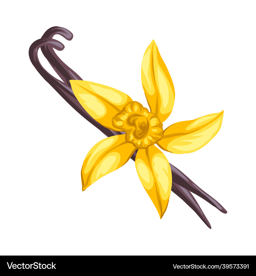 Stylized of vanilla image for design Royalty Free Vector