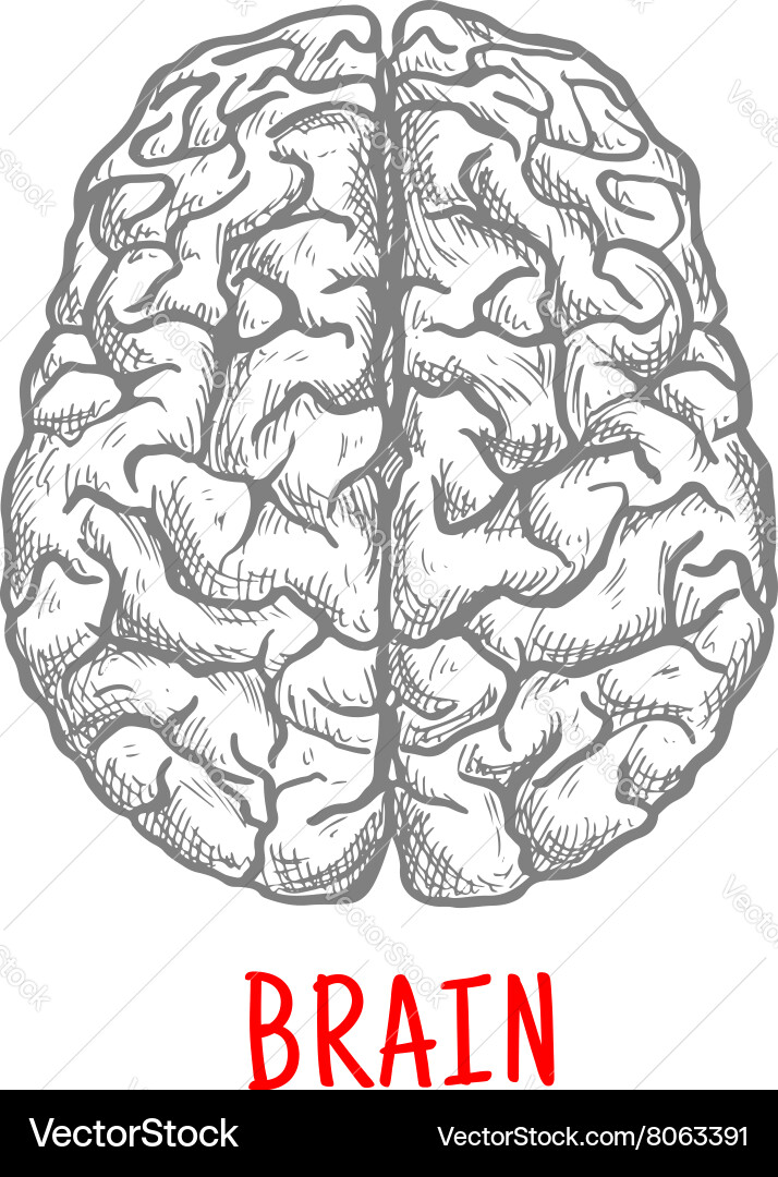 Top view of human brain sketch style Royalty Free Vector