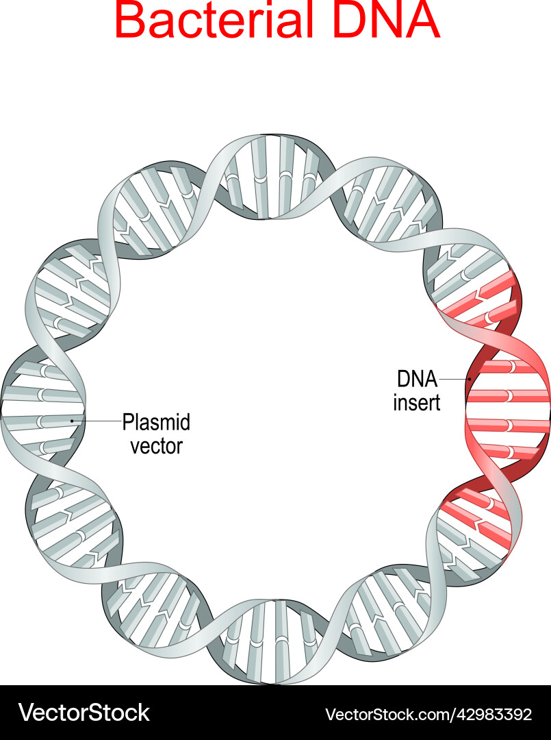 Bacterial dna plasmid Royalty Free Vector Image