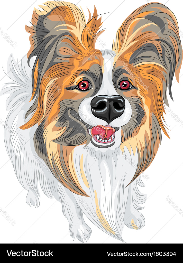 Adorable Papillon Dog Royalty Free Vector Image