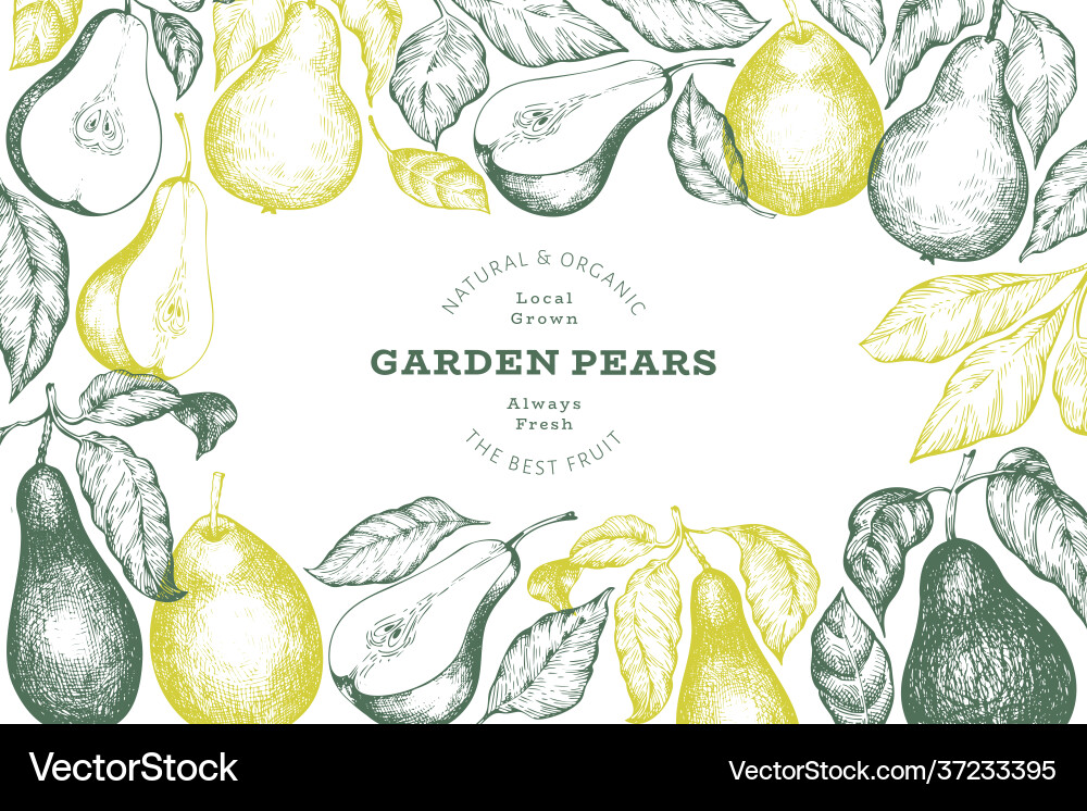 Pear design template hand drawn garden fruit Vector Image