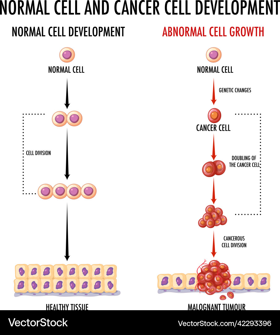 Diagram showing normal and cancer cell development