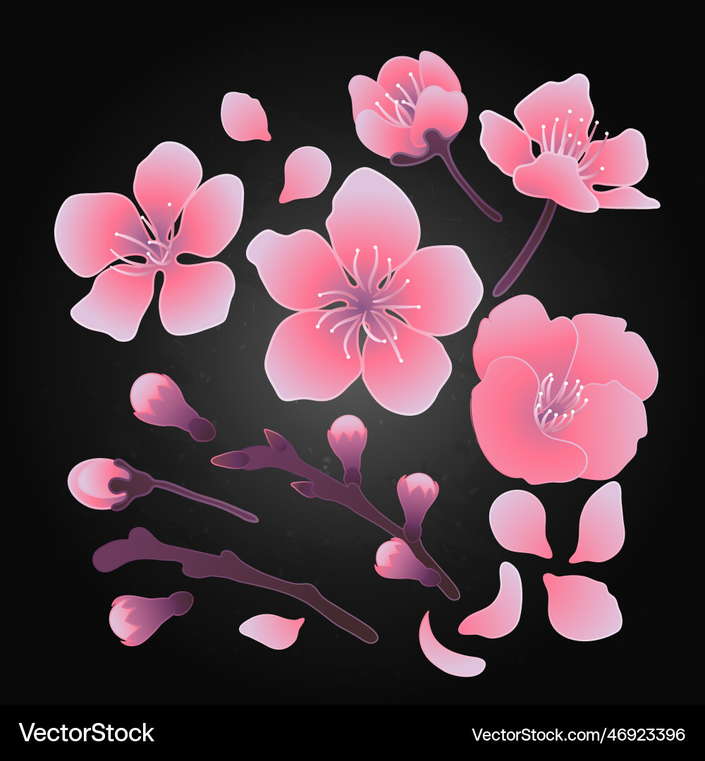 Graphic sakura set Royalty Free Vector Image - VectorStock