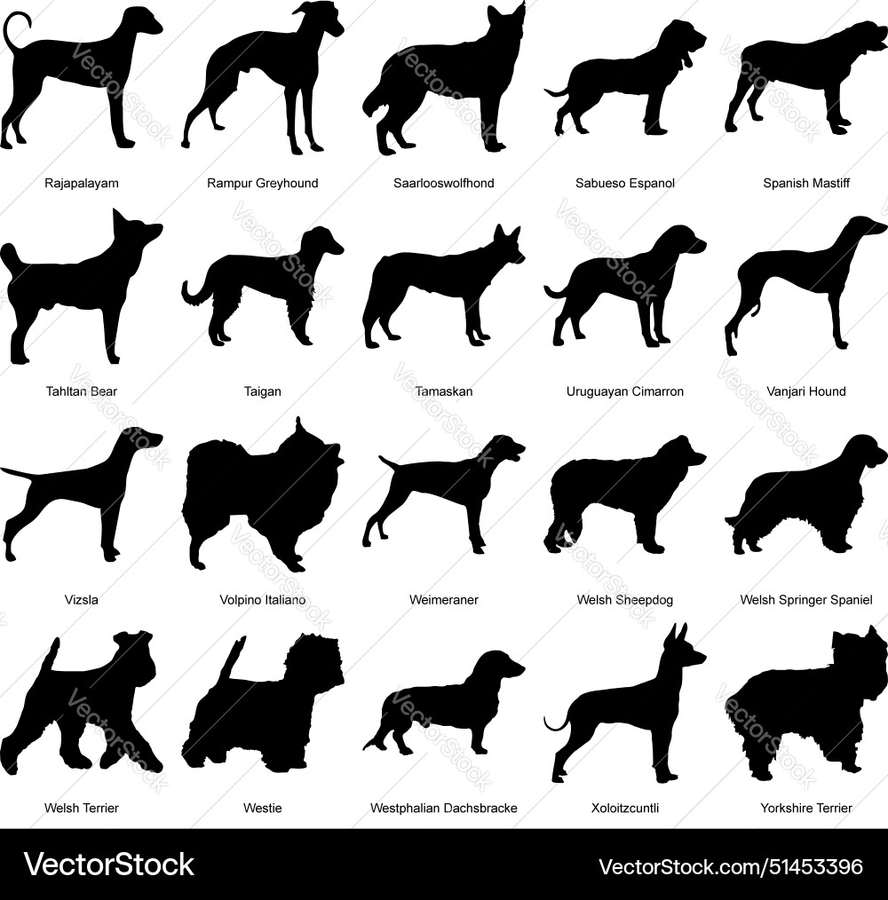 Set of dog breeds silhouettes bundle collection Vector Image