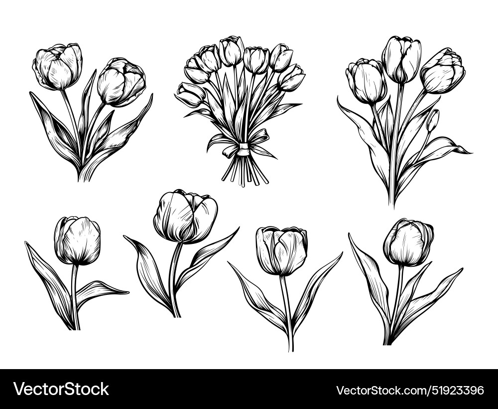 Tulip hand drawn line art flowers Royalty Free Vector Image