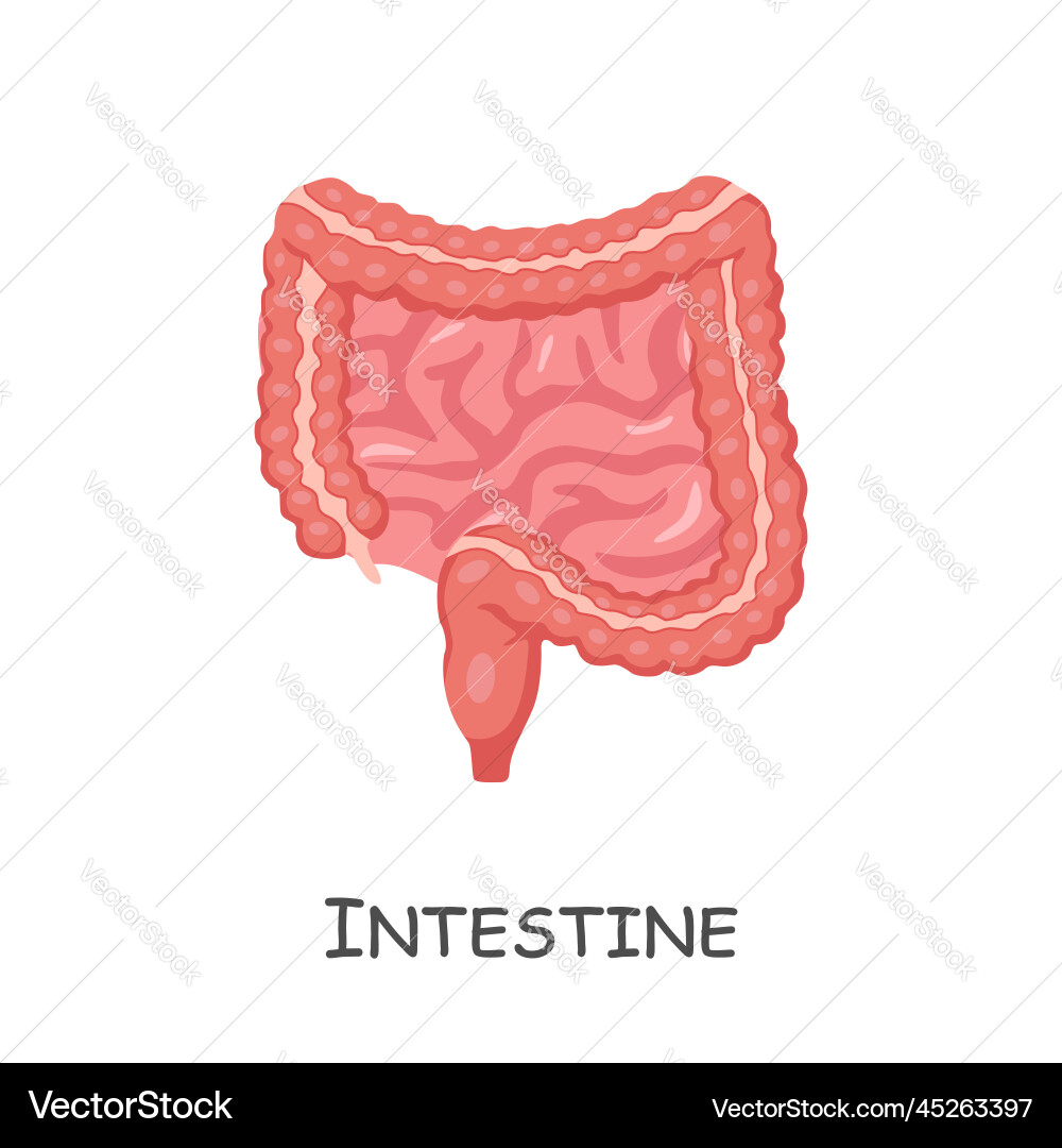 Cartoon Human Intestine Anatomy Royalty Free Vector Image