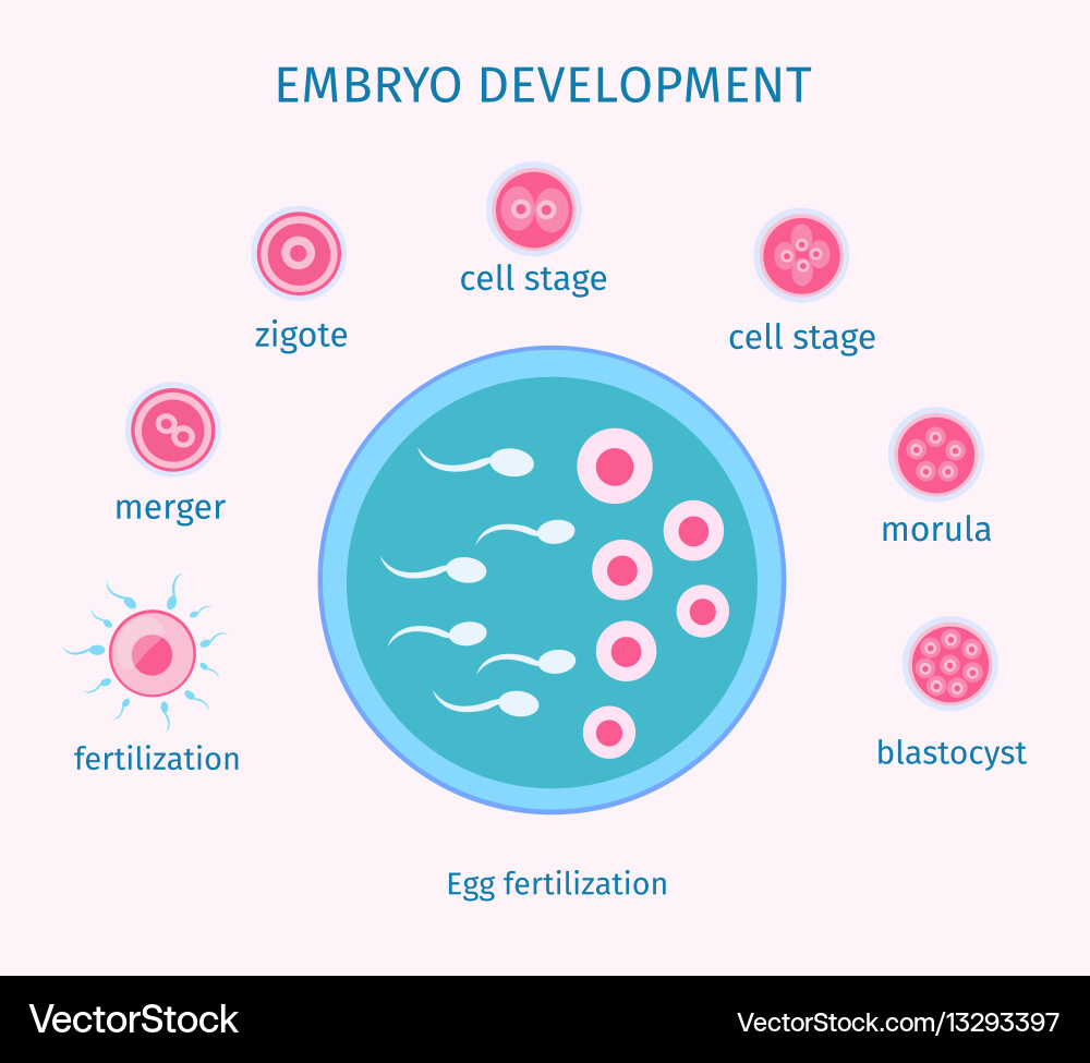 Egg fertilization process flat template Royalty Free Vector