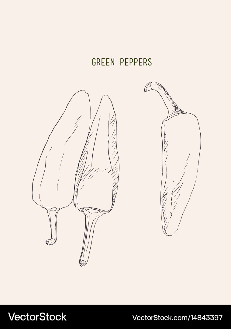 Chili King Vector Images (32)