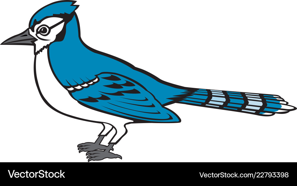 Blue jay logo Royalty Free Vector Image - VectorStock