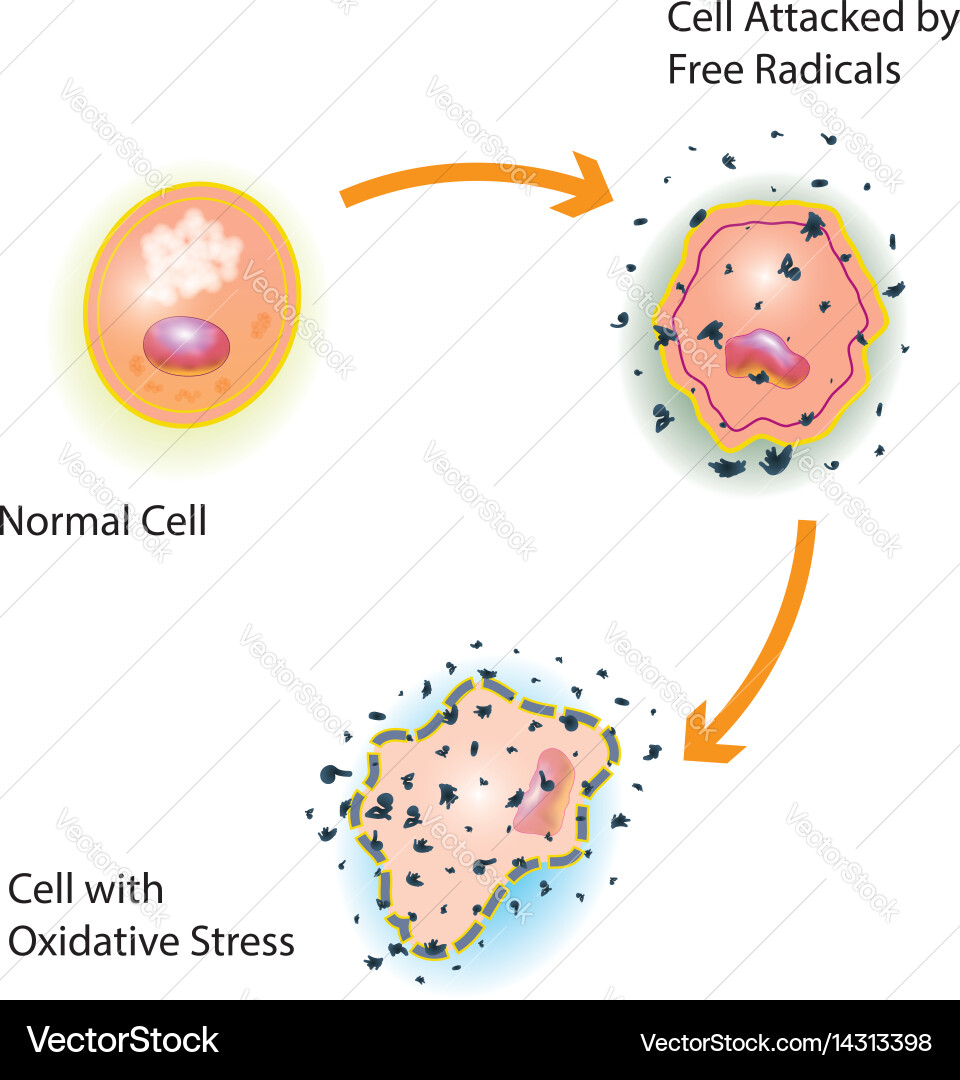 Cell oxidative stress Royalty Free Vector Image