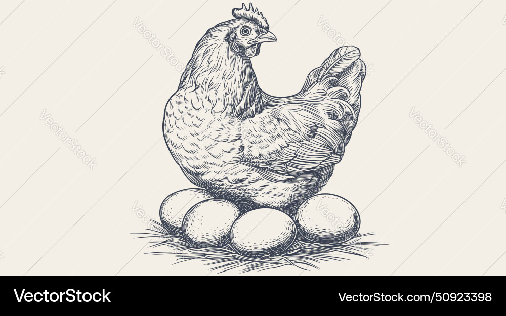 Laying Hen Vector Images (over 660)
