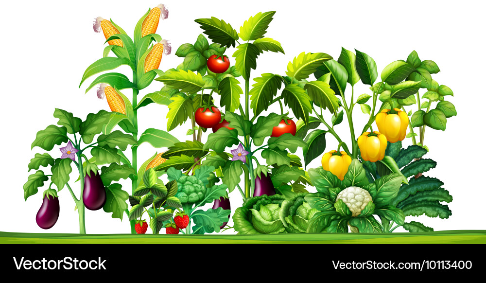 Fresh vegetable plants growing in the garden Vector Image
