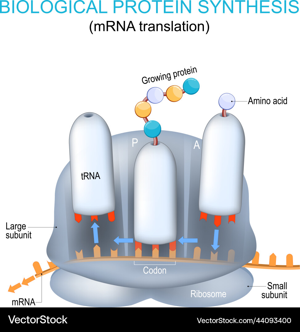 MRNA Translation & Protein Synthesis – Royalty-Free Vector | VectorStock