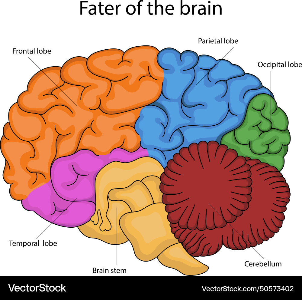 The fate of brain Royalty Free Vector Image - VectorStock