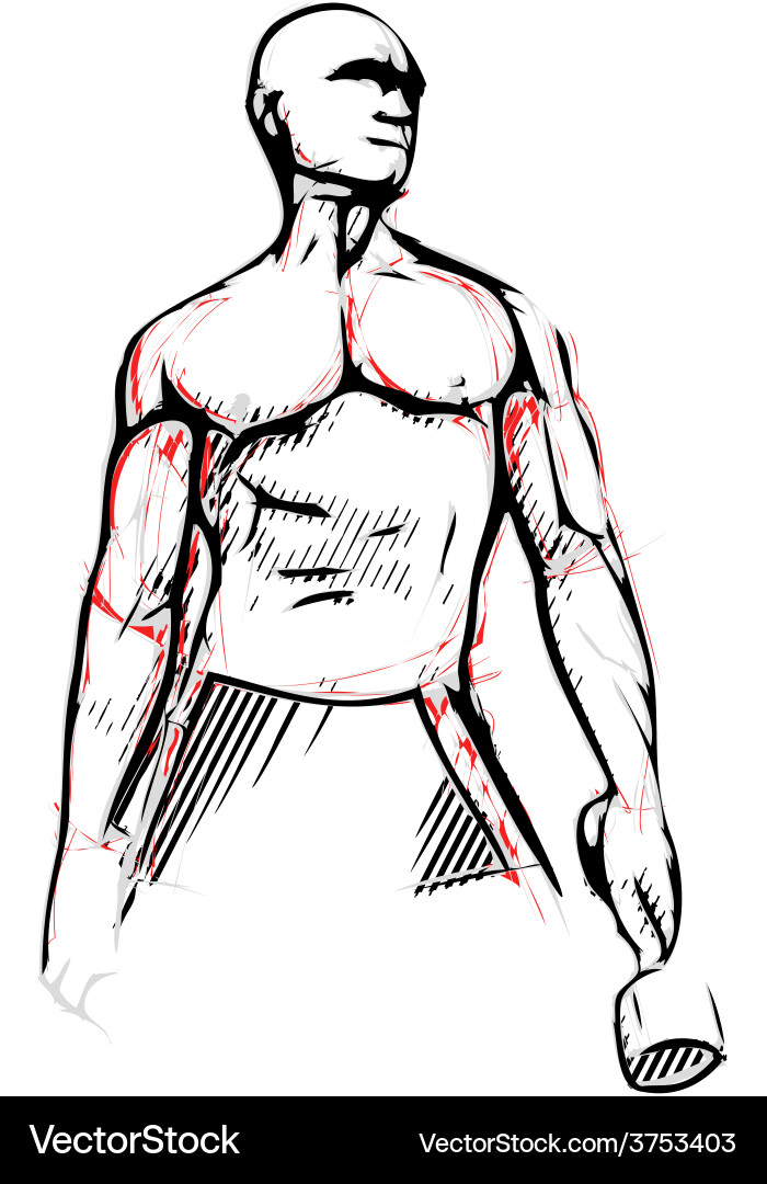 Bodybuilder Royalty Free Vector Image - VectorStock
