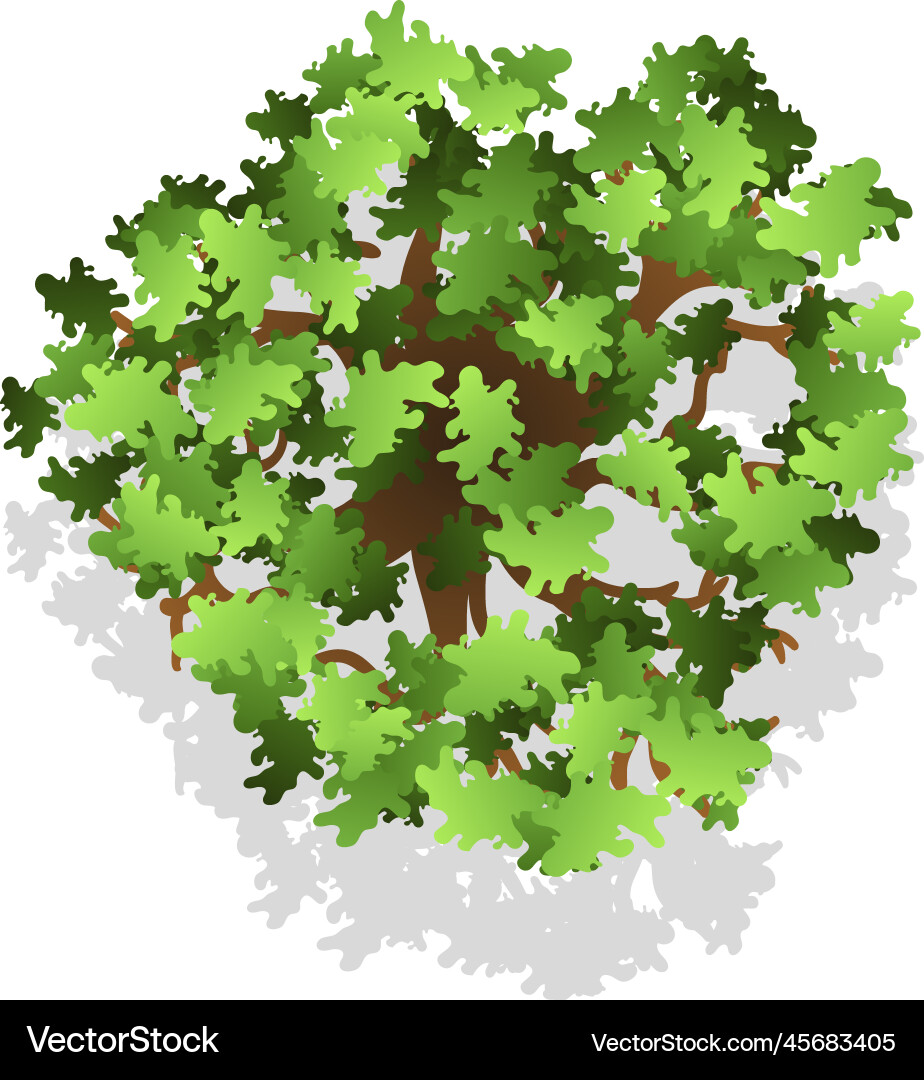 Architecture design plan element green tree from Vector Image