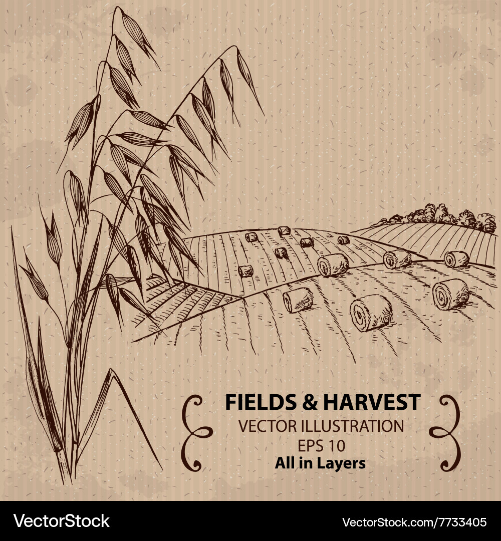 Oat Harvest Fields Royalty Free Vector Image - VectorStock