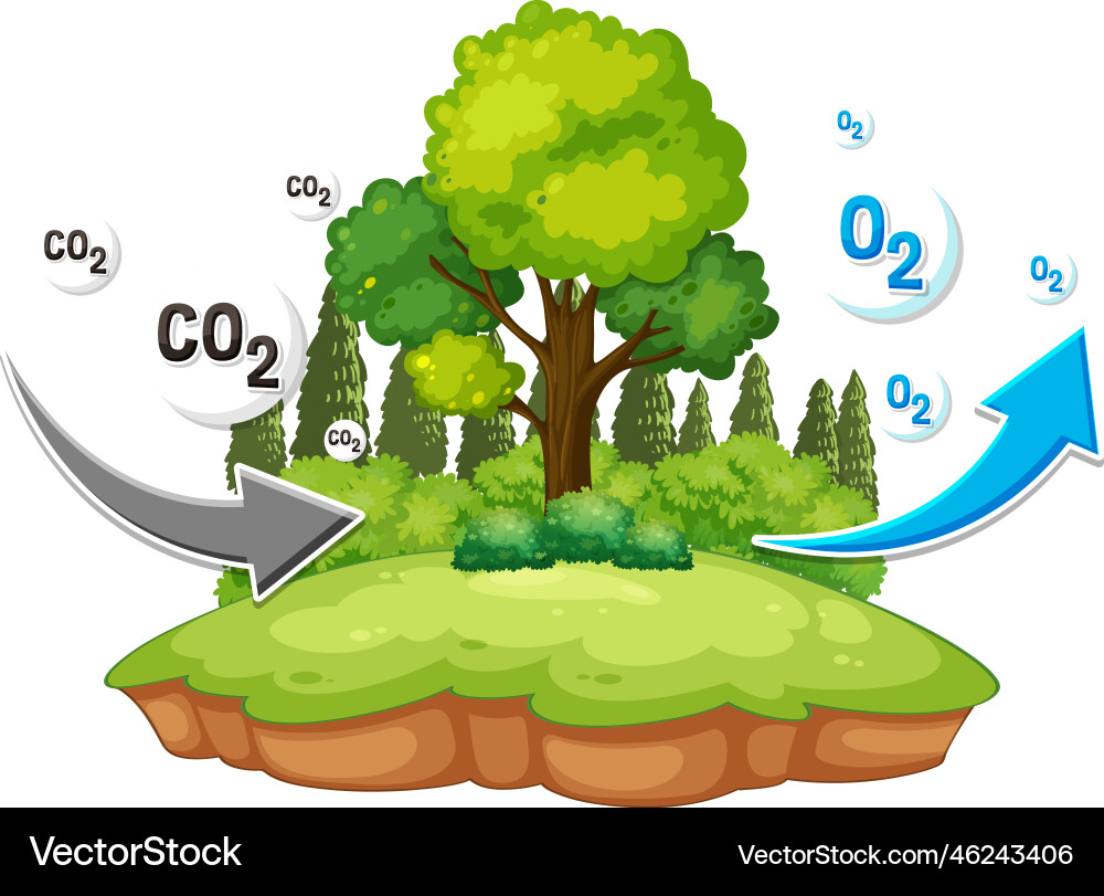 Oxygen cycle diagram for science education Vector Image