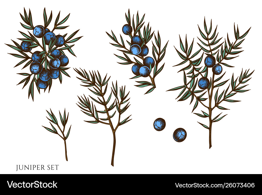 Set hand drawn colored juniper Royalty Free Vector Image