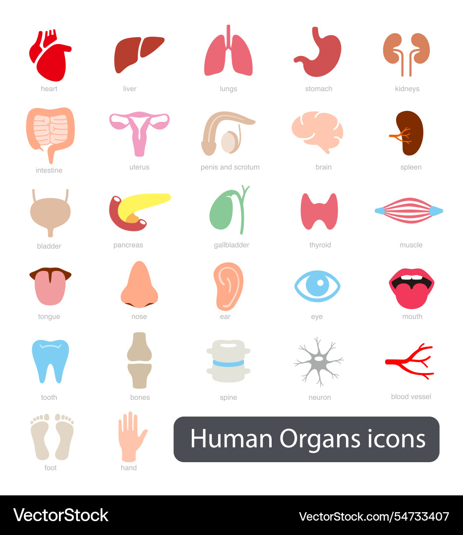 Human organs icon set Royalty Free Vector Image