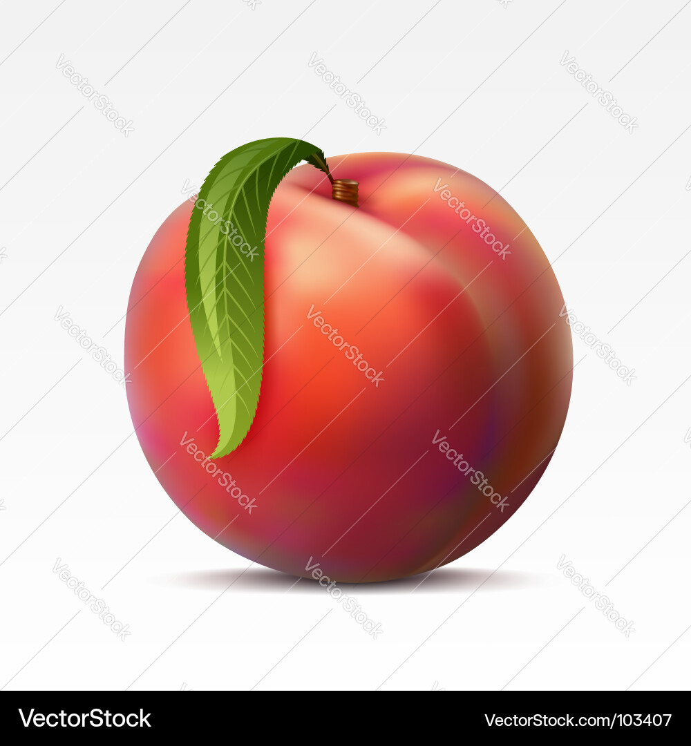 Peach Royalty Free Vector Image - VectorStock