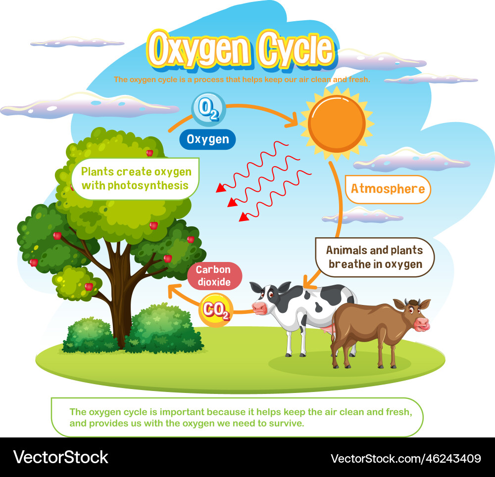 Oxygen cycle diagram for science education Vector Image