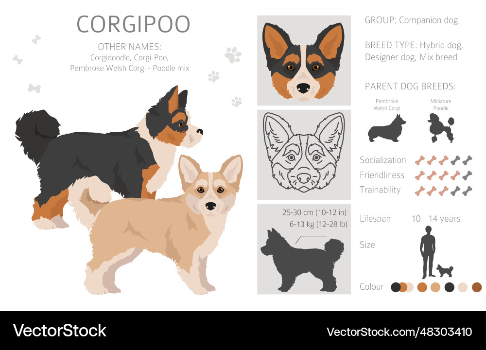 Corgipoo clipart welsh corgi poodle mix different Vector Image